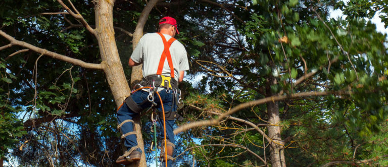 Tree Surgeon Services Castle Bromwich | Tree Maintenance Services
